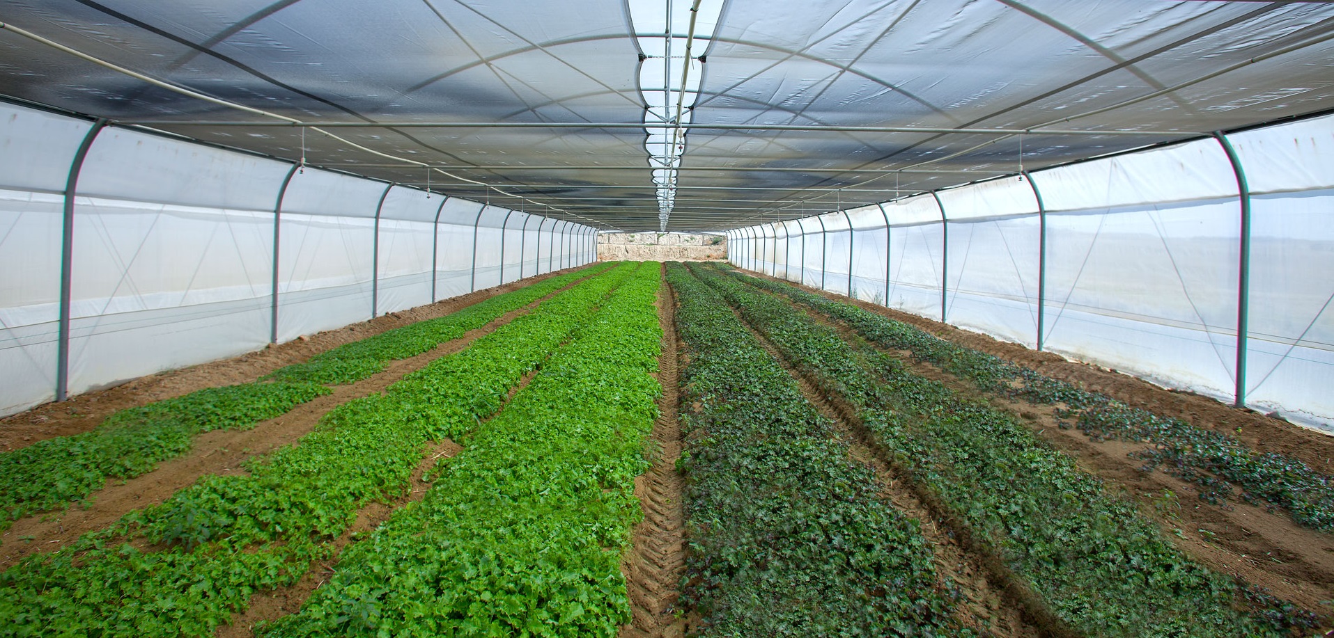 Alion Vegetables Fruit Co Ltd - SAP Business One Centrix Cyprus